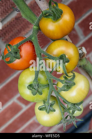 Fresh English tomatoes from the garden Stock Photo - Alamy