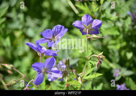 Geranium "Johnson's Blue" (Geranium x johnsonii) blue flowers and ...