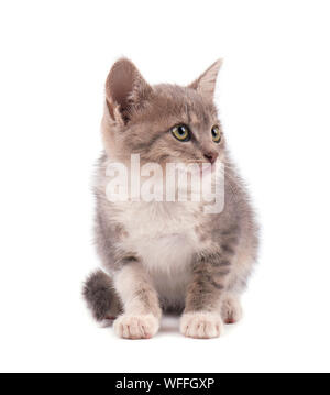 Cute gray cat kid animal with interested, question facial face ...