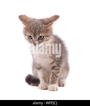 Scared kitten on a white background in the studio. Kitten with blue ...
