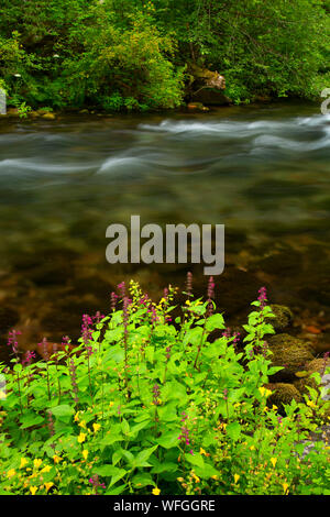 Ancient forest by Oak Fork Clackamas River, Mt Hood National Forest ...