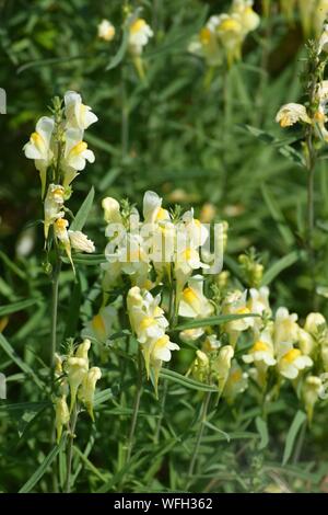 True toadflax, Common toadflax (Linaria vulgaris), Common toadflax ...