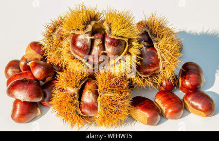 Autumn composition of chestnuts, hedgehogs and chestnut leaves. Fall ...