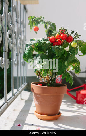 Cherry tomato plant on a balcony Stock Photo - Alamy