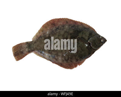 The flounder isolated on a white background Stock Photo - Alamy