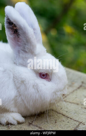 white domestic rabbit with red eyes Stock Photo - Alamy