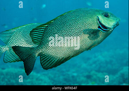 Vermiculate rabbitfishes, Siganus vermiculatus, being cleaned by ...