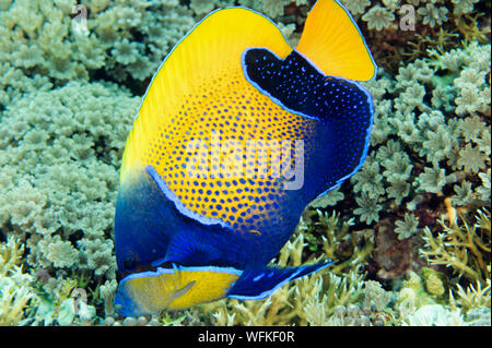 Blue girlded angelfish, Pomacanthus navarcus, Raja Ampat Indonesia ...