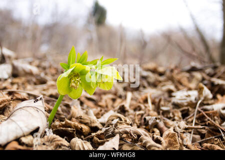Hellebore flower in woodland close up, nature background. Wild flower ...
