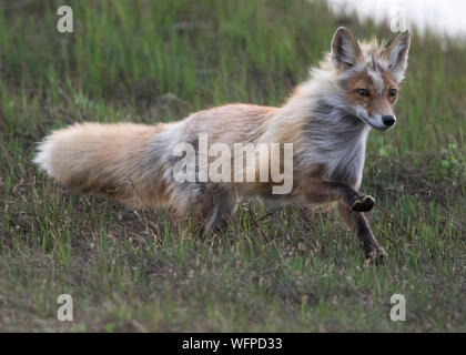 Red Fox, Vulpes vulpes, Alaska Peninsula, Alaska, Red Fox in Habitat ...
