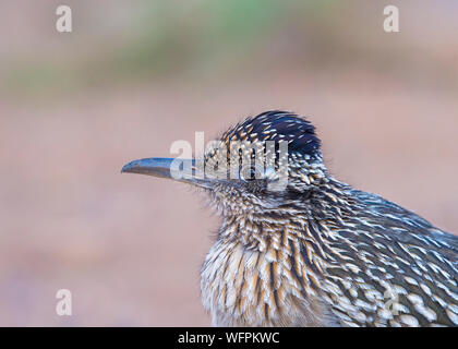 The greater roadrunner (Geococcyx californianus) is a long-legged bird ...