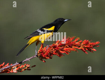 Scott's Oriole (Icterus parisorum), Madera Canyon Arizona, North ...
