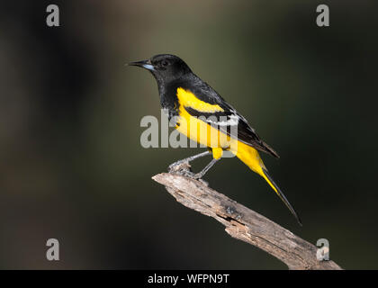 Scott's Oriole (Icterus parisorum), Madera Canyon Arizona, North ...