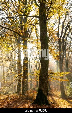 rance, Somme (80), Crécy Forest, Crécy-en-Ponthieu, The Crécy Forest ...