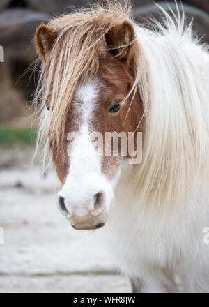 Highland Pony horse - standing on meadow Stock Photo - Alamy