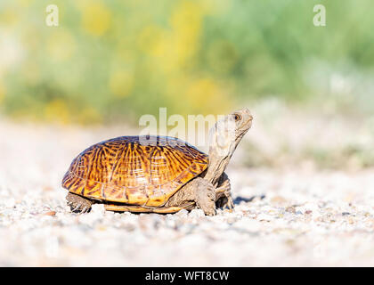 Plains Box Turtle, (Terrapene ornate ornate), Mescalero Sands, Chaves ...