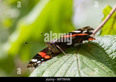 Red Admiral butterfly resting on leaf Stock Photo - Alamy