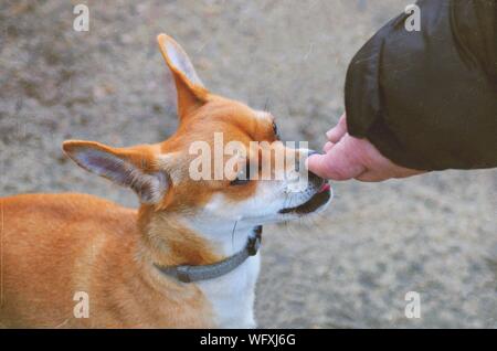 Human smelling dog Stock Photo - Alamy