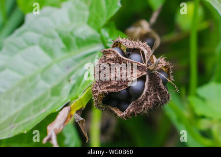 Open dry seeds flower. Close view of an open wildflower with black ...