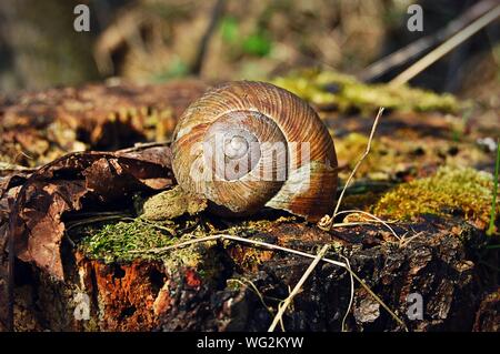 Close up broken snail shell Stock Photo - Alamy