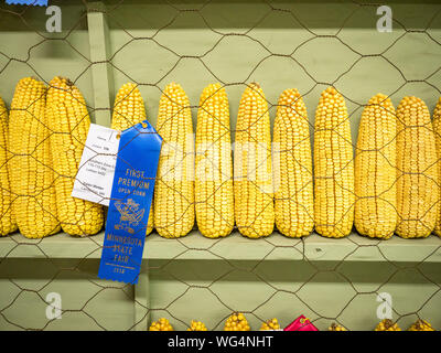 Corn competition at Minnesota State Fair 2018 Stock Photo - Alamy