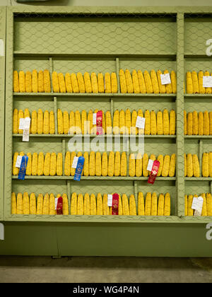 Corn competition at Minnesota State Fair 2018 Stock Photo - Alamy