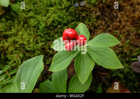 Wild bunchberry plants with red fruits growing in the forest, Kenai ...