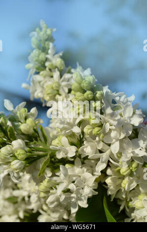 Macro picture of bright violet lilac flowers on a white background ...