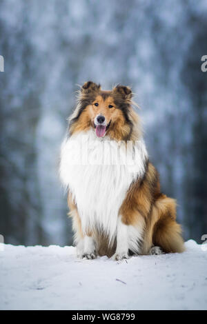 Adorable rough collie sitting outside at a winter Stock Photo - Alamy