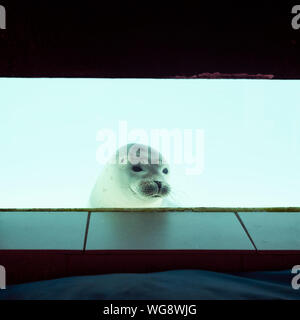 closeup of curious seal in pieterburen Stock Photo - Alamy