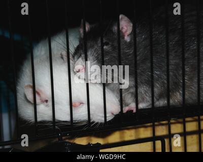 rats in captivity Stock Photo - Alamy