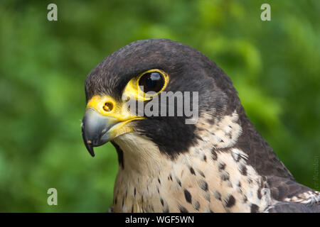 A close up of a Peregrine Falcon Stock Photo - Alamy