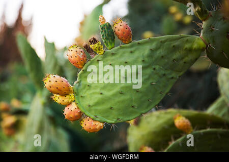 Sabras fruits of tzabar cactus, or prickly pear (Opuntia ficus Stock ...