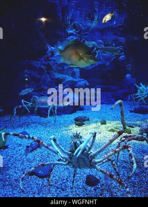 Crabs in Tank Stock Photo - Alamy