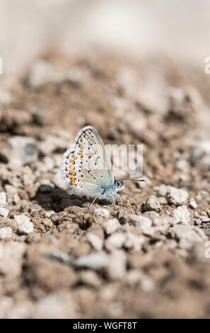 Mud-puddling Silver-studded Blue (Plebejus argus Stock Photo - Alamy