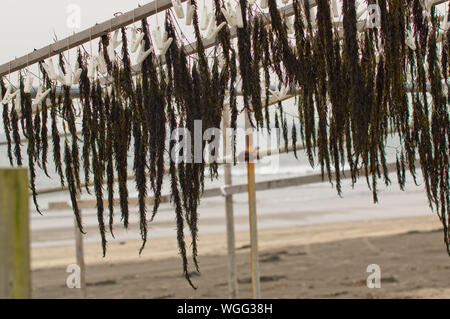 Hanging seaweed drying on the beach Zanzibar Stock Photo: 14068942 - Alamy