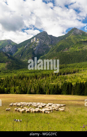 flock of sheep in Belianske tatras mountains, Slovakia Stock Photo - Alamy