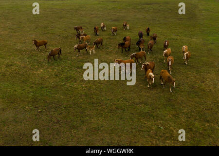 Birds eye view of horses grazing on pasture, aerial top down view of ...