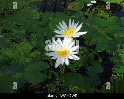 Daisy Flowers floating on Water. Sun and shadows. Minimal nature ...
