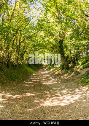 Halnaker tree tunnel near Chichester in West Sussex UK, with sunlight ...
