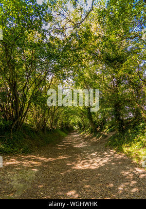 Halnaker tree tunnel near Chichester in West Sussex UK, with sunlight ...