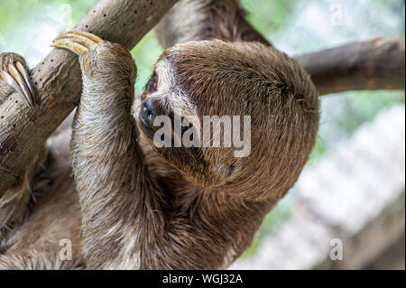 Portrait of Brown-Throated sloth on a tree, Panama, Central America ...