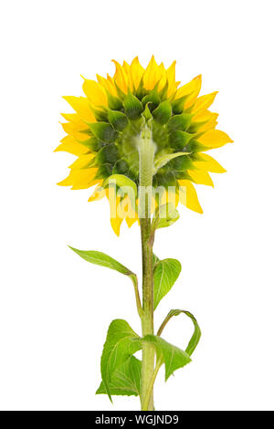 Sunflower, back view - isolated on white background Stock Photo - Alamy