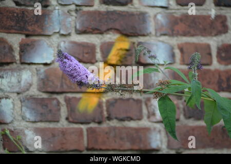 Close-up of brick wall with purple, pink, fuchsia, ultra violet, black ...