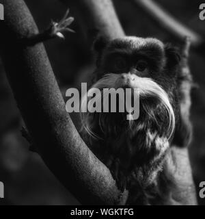 Emperor tamarin sitting on a tree branch at the Como Park Zoo and ...