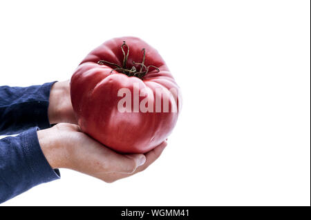 Hands hold a ripe red tomato in a garden setting. The background shows ...