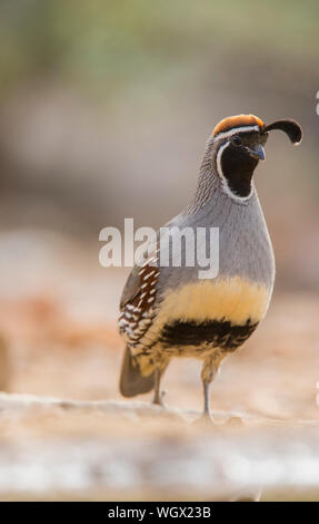 Gambel's Quail, Marana, near Tucson, Arizona Stock Photo - Alamy