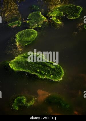 Algae floating on water Stock Photo - Alamy