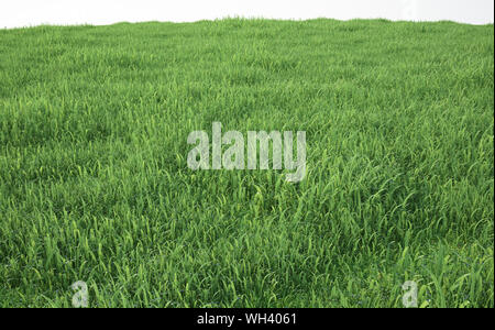 Field of soft grass, perspective view Stock Photo - Alamy