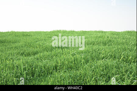 Field of soft grass, perspective view Stock Photo - Alamy